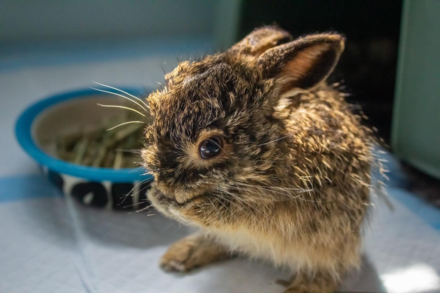 Community invited to baby animal shower - Turlock Journal