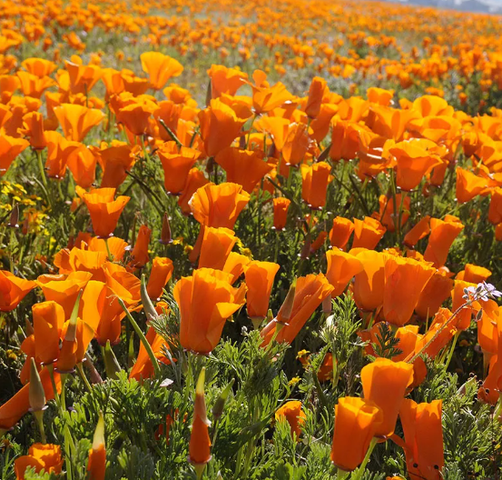 Golden Poppy Flower California Poppy Seeds Apricot Chiffon | Fontana