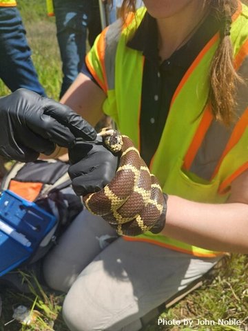 Research Confirms Detection Of New Snake Fungal Disease - Escalon Times