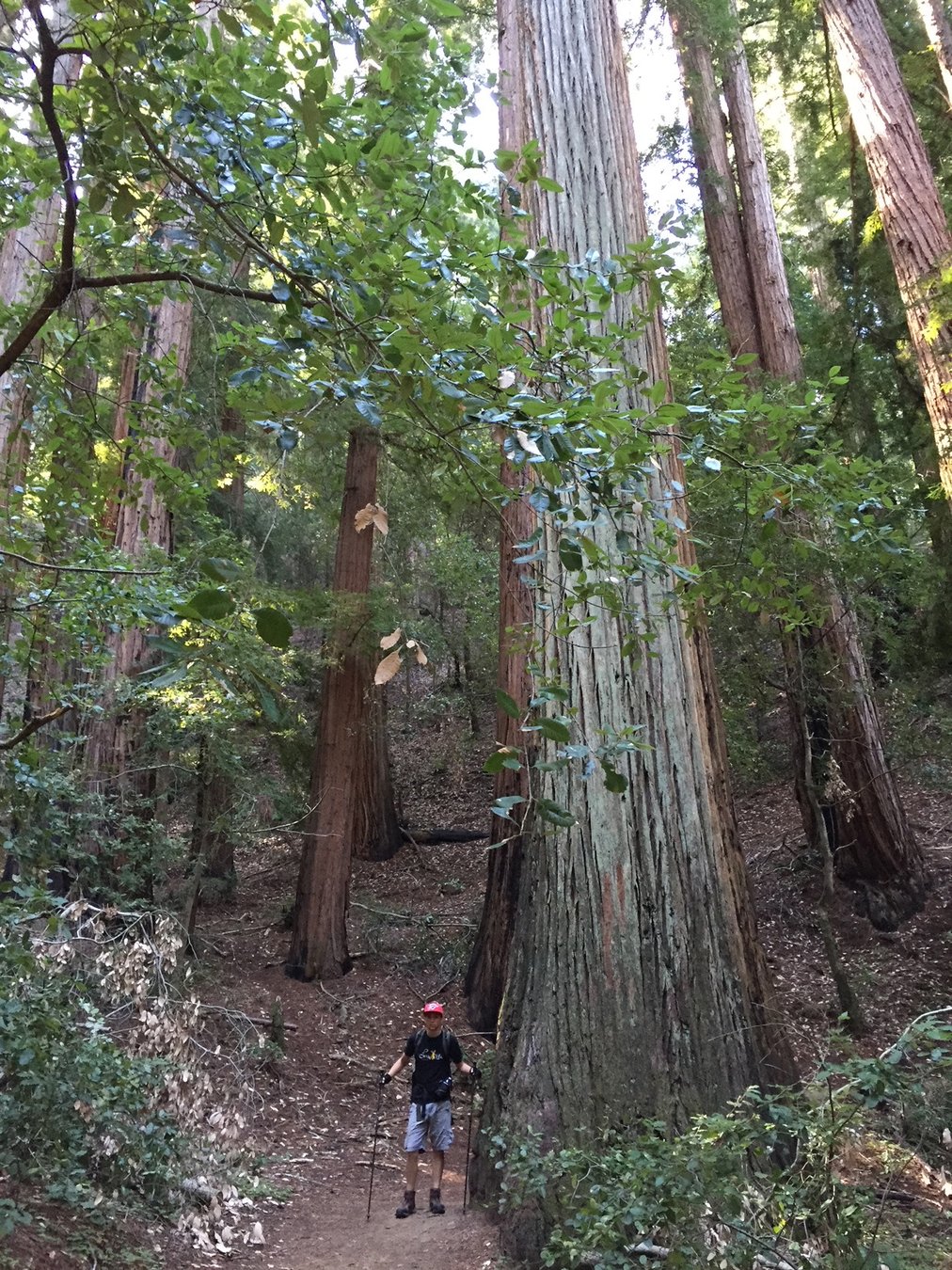 REDWOODS VERSUS SEQUOIAS - Manteca Bulletin