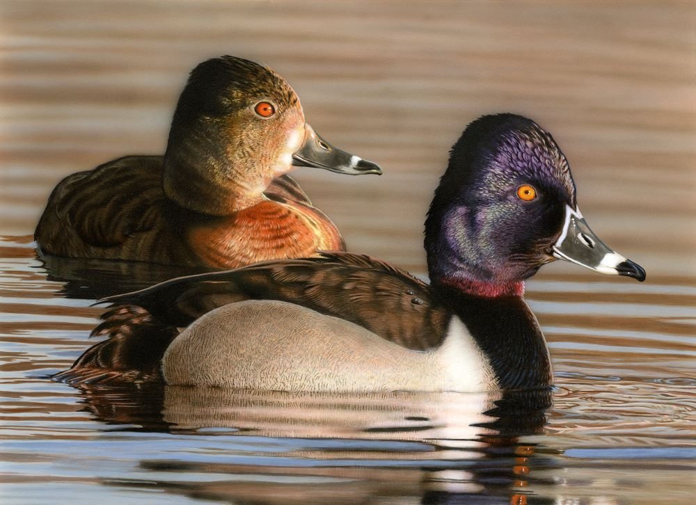 Oregon Artist Wins California 2023 Duck Stamp Art Contest - Oakdale Leader