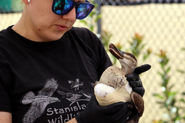 Area Wildlife Center Called On To Help In Avian Botulism Outbreak ...