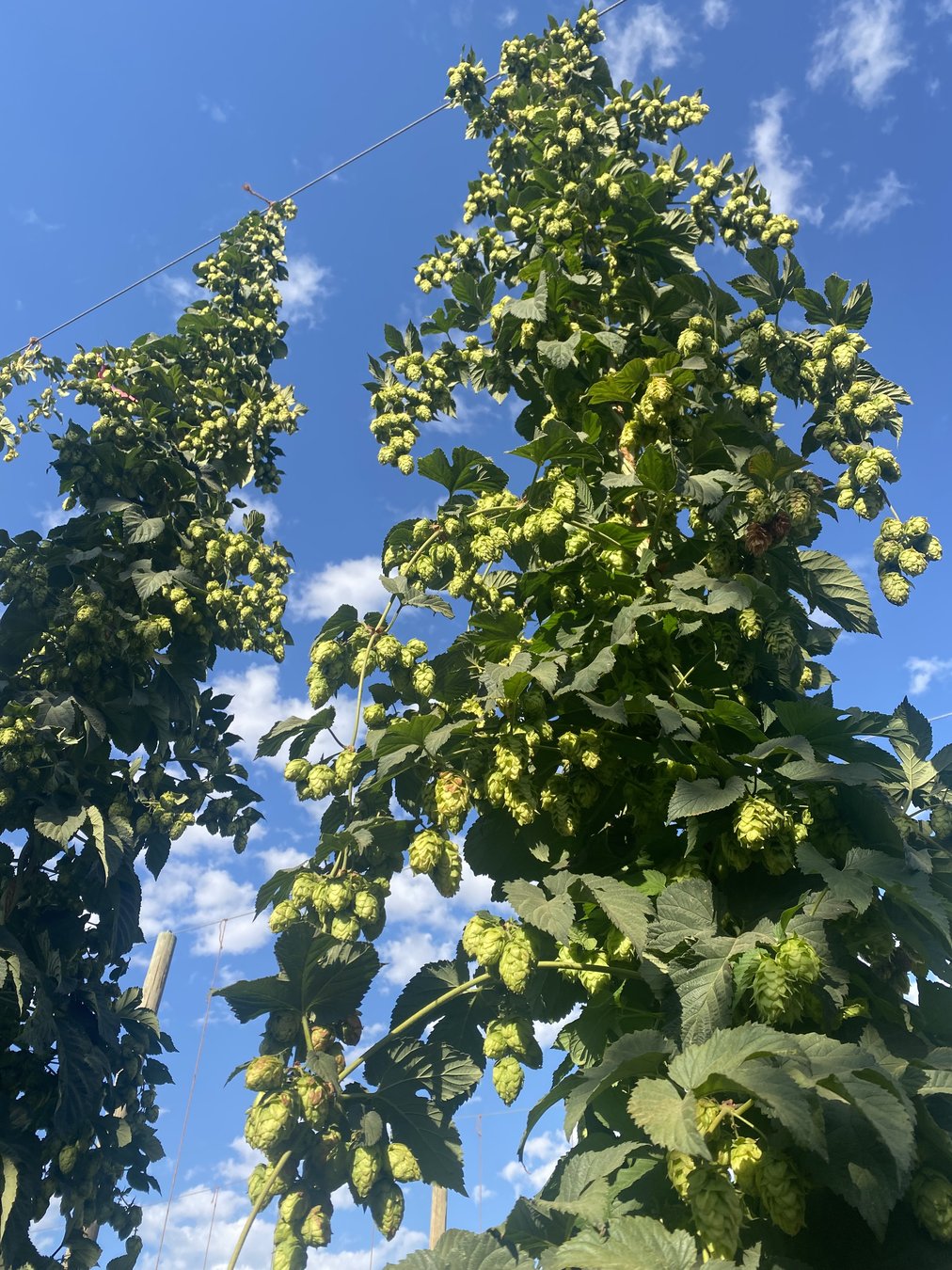 Stanislaus County’s First Hop Grower Takes Root In Oakdale - Oakdale Leader
