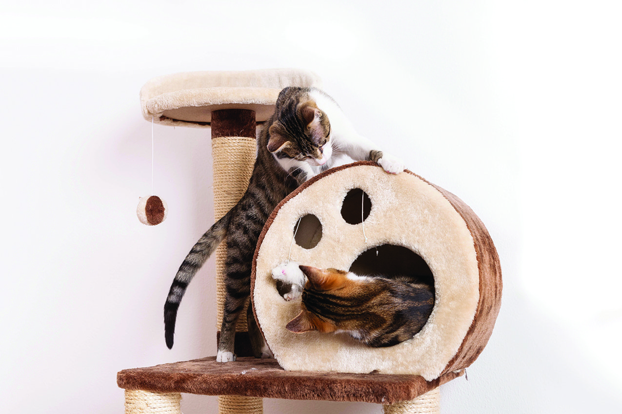 How To Get House Cats Some Exercise - Oakdale Leader