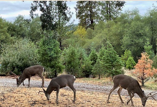 Christmas tree farms dot Sierra Nevada foothills - Manteca Bulletin