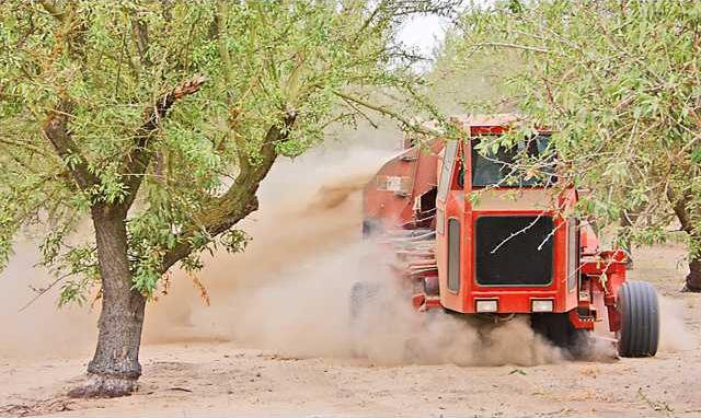 Almond yield expected to increase by 21 percent - Ceres Courier