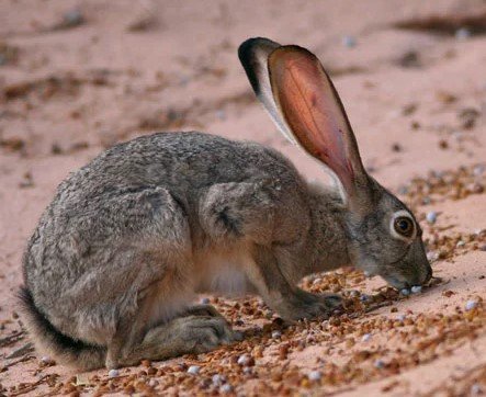 JACK RABBIT DRIVES - Manteca Bulletin