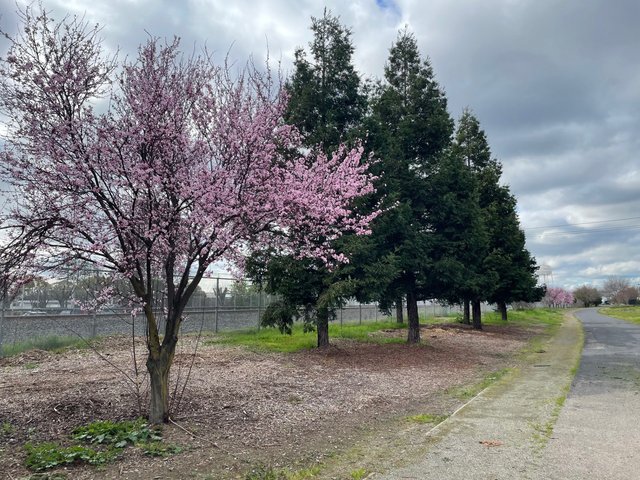 Forecast: Sierra blizzard; valley rain, wind & frost - Manteca Bulletin
