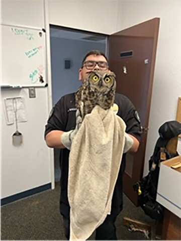 Gustine city staff come to the rescue of owl - Westside Connect