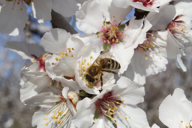 Bees take flight to pollinate almond crop - Westside Connect