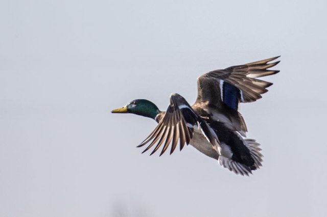 California Duck Stamp art contest entries sought - Escalon Times
