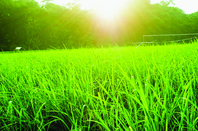 Sunlight exposure: The bright and dark side of the sun - Escalon Times