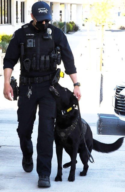 Ripon Police retire Vitus the a police dog - Manteca Bulletin