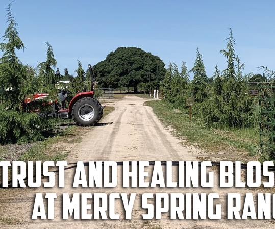 Woodbridge car show - Manteca Bulletin