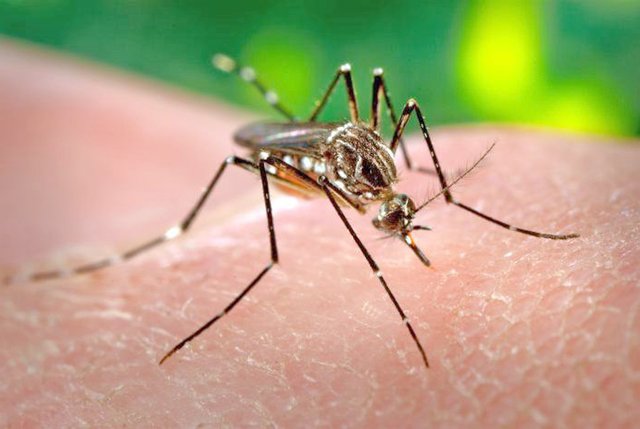 West Nile Virus found in Stanislaus County for first time in 2025 ...