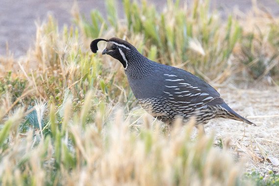 Fish and Wildlife calendar full of August activities - Escalon Times