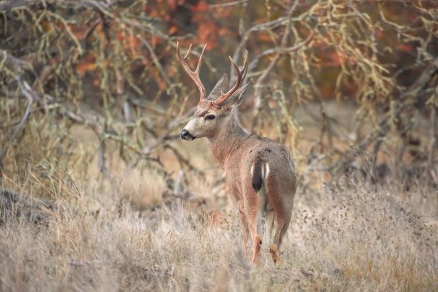 Variety of season openers fill October fish, wildlife calendar ...