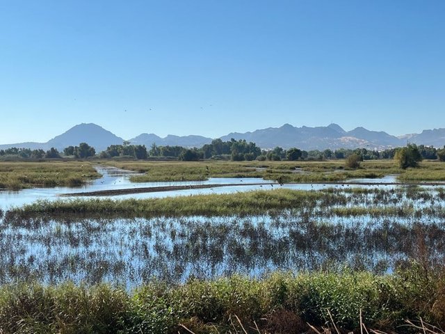 Prime wetland conditions this season for waterfowl hunters - Oakdale Leader