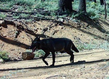 Wolf Project aims to advance science, management practices - Riverbank News