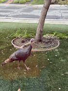 NEWS - Turlock Journal