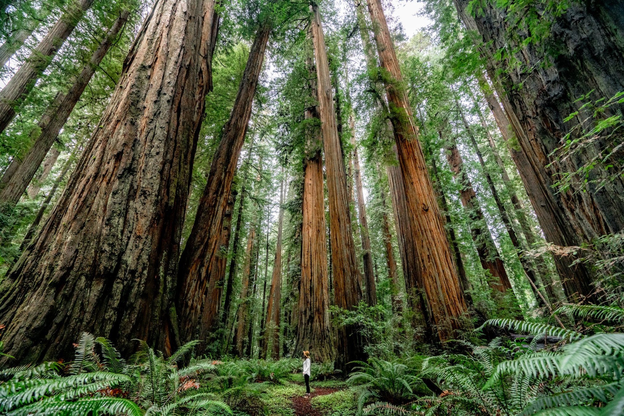 Humboldt county embraces nature & Bohemian culture - Escalon Times