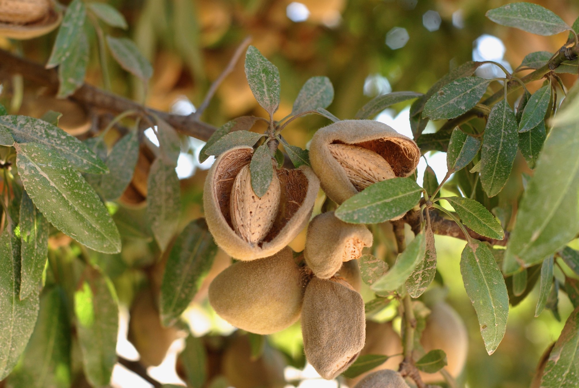 Local almond growers brace for tariff war, ways to expand exports ...