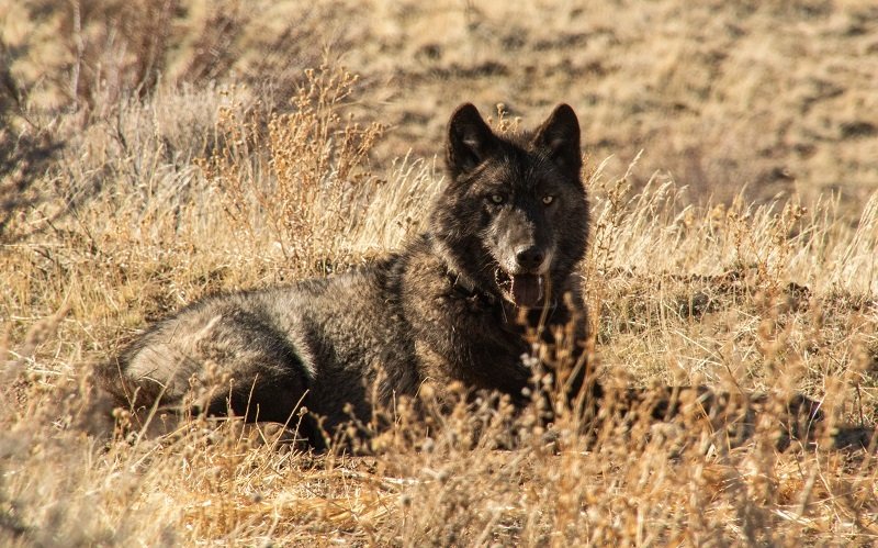 California enters next phase of wolf conservation plan - Escalon Times