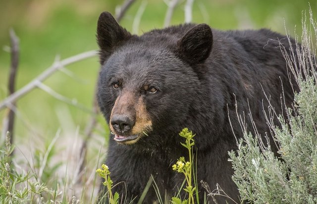 Black bear conservation, management plan released - Oakdale Leader