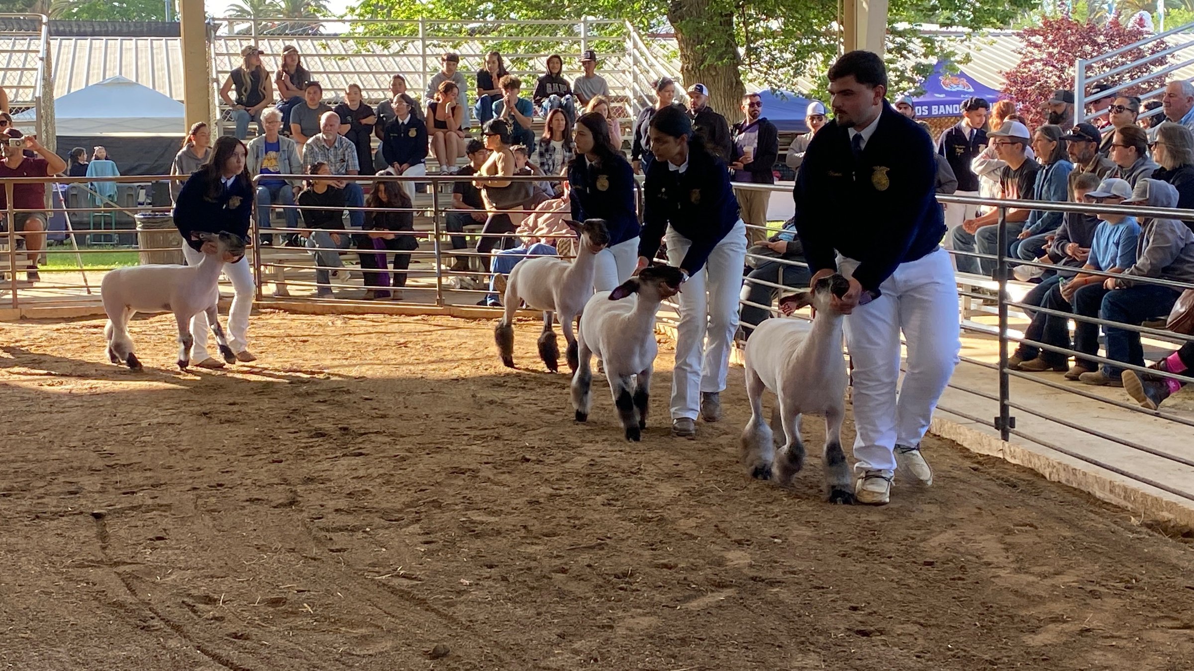 Gustine FFA shines at Merced County Spring Fair, earning top honors ...