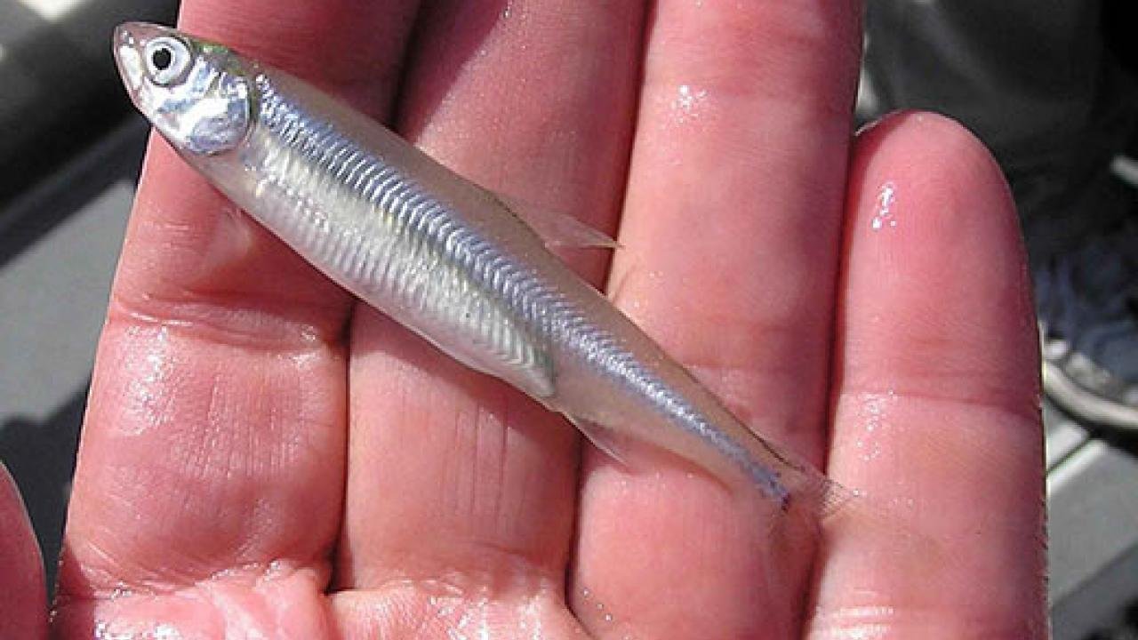SMALL FISH, BIG IMPACT - Manteca Bulletin