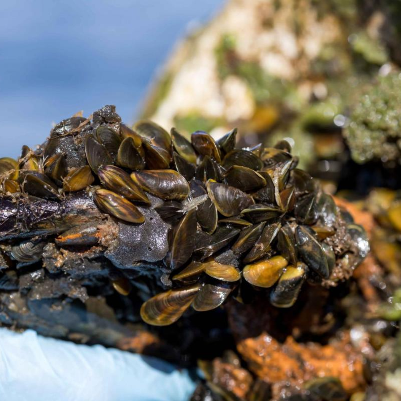 Golden mussels focus of Harder legislation - Escalon Times
