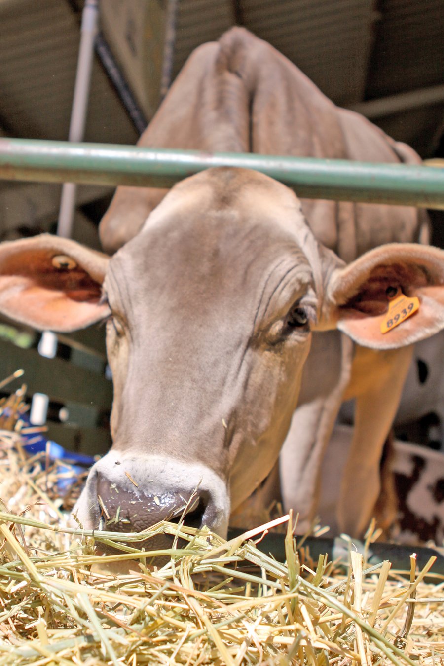 Stanislaus County Fair begins Friday - Ceres Courier