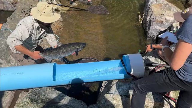 Spring-run salmon find new home on the lower Tuolumne River - Turlock ...