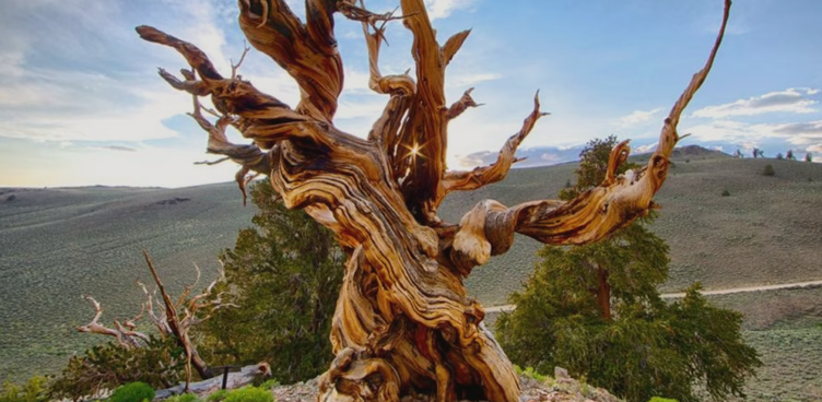 California offers world’s oldest, biggest, tallest trees tree plus ...