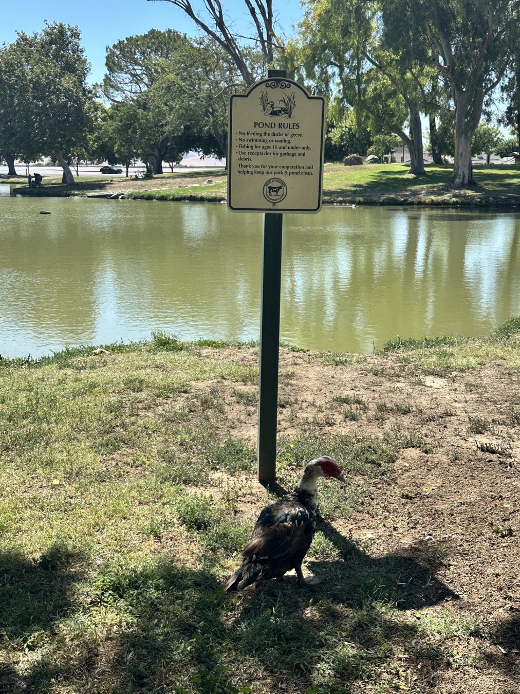 Gustine City Council passes ordinance prohibiting wildlife feeding ...