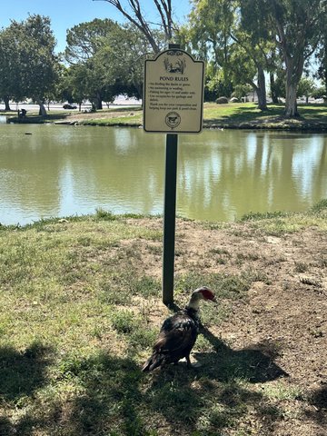 Gustine City Council passes ordinance prohibiting wildlife feeding ...