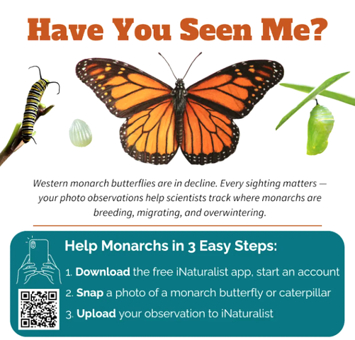 Californians urged to report monarch butterfly sightings - Oakdale Leader