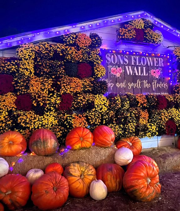 night pumpkin picking