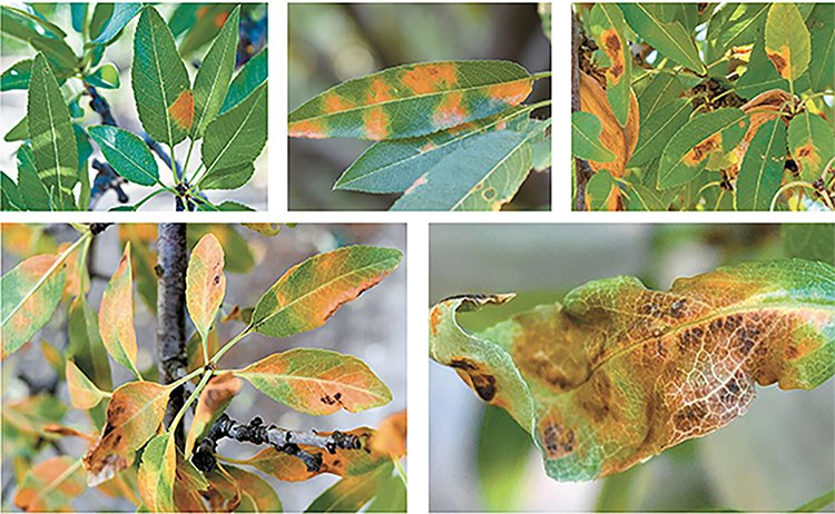 Tools to control aggressive red leaf blotch a priority - Westside Connect