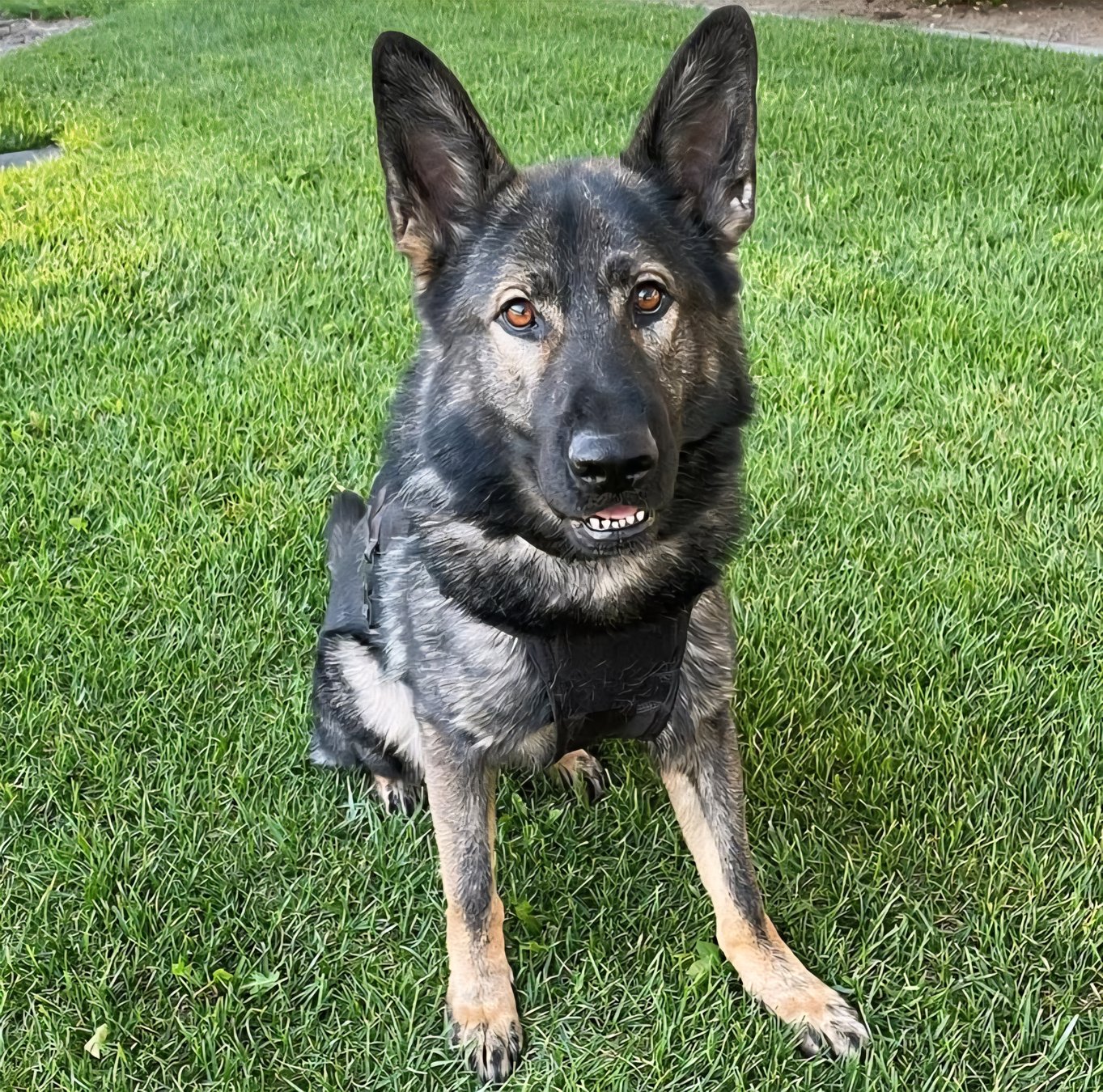 Ripon Police dog Argos retires after 44,000 hours of serving and ...