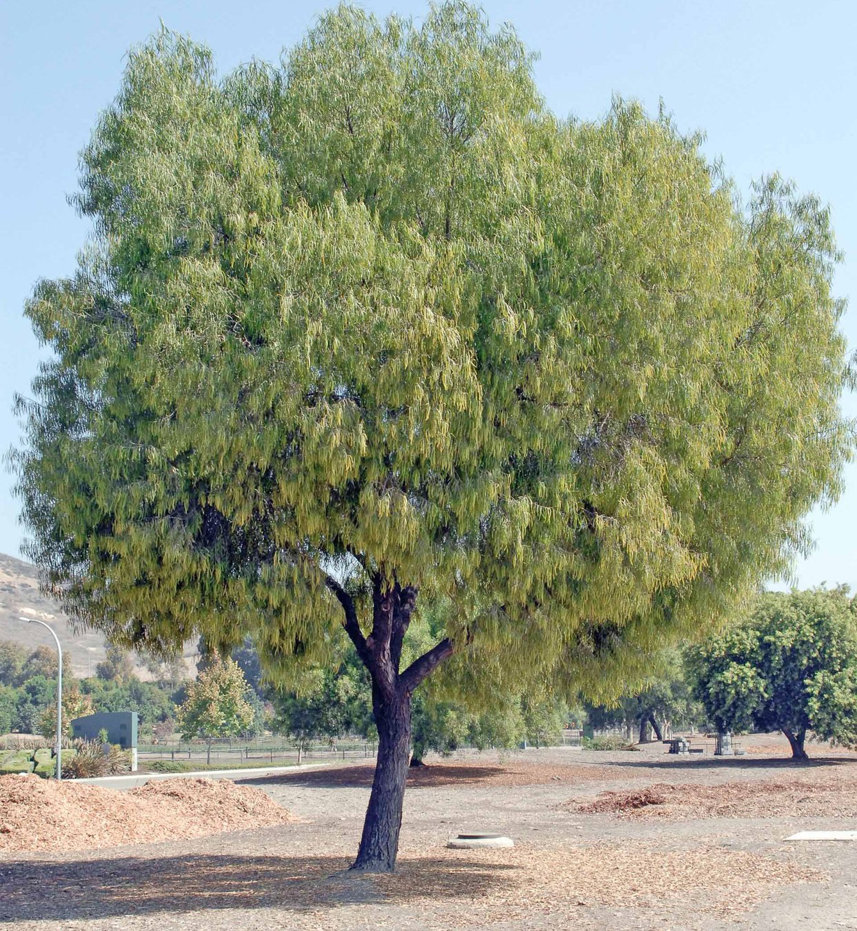City orders massive tree planting effort - Ceres Courier