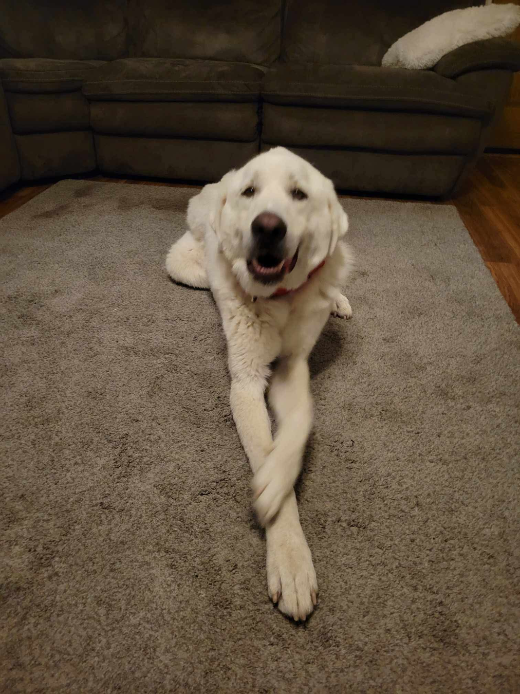 A Story of second chances: Charlie the dog leaves a pawprint on a ...