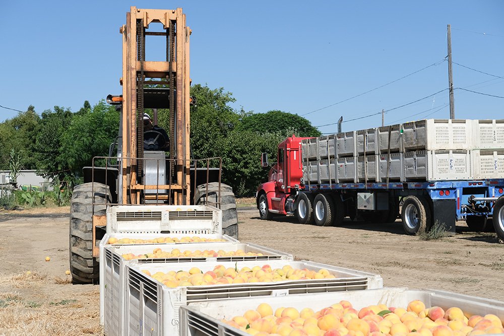 Del Monte cannery closure devastates California fruit growers - Turlock ...