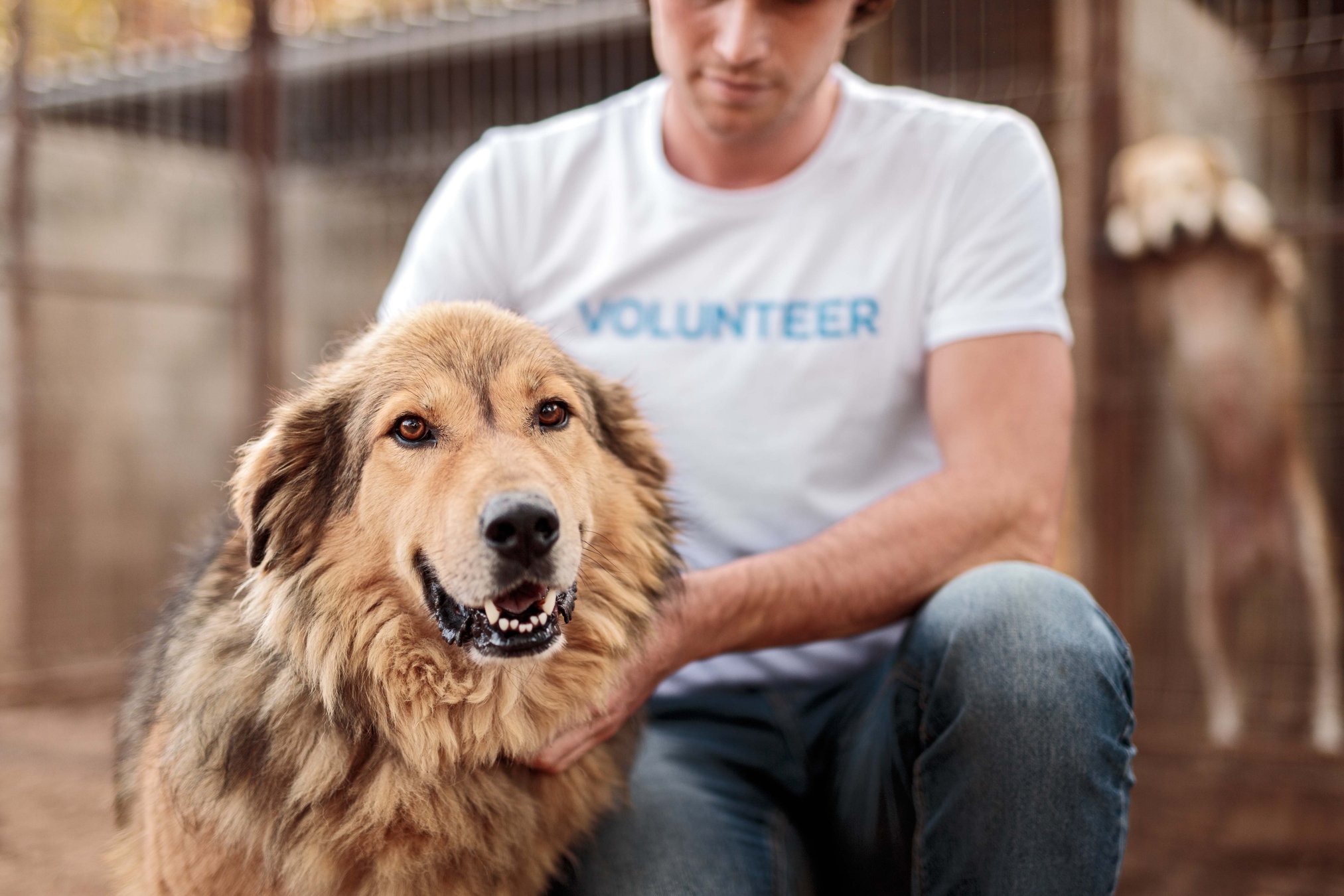 Local animal shelter seeking “Doggie Day Out” volunteers - Oakdale Leader