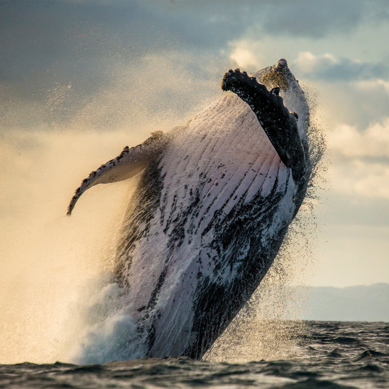 Monterey Bay offers California’s premiere whale watching waters ...