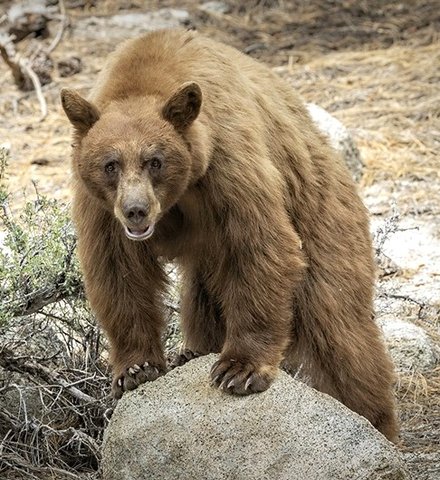 Spring weather brings hungry bears to Tahoe region - Oakdale Leader